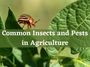 Common Insects And Pests In Agriculture Common Insects And Pests In Agriculture