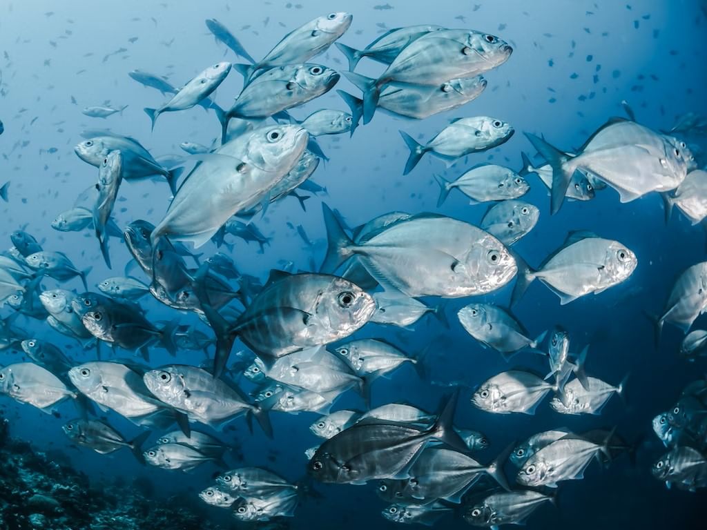 Tips and Tricks for Profitable Fish Farming!