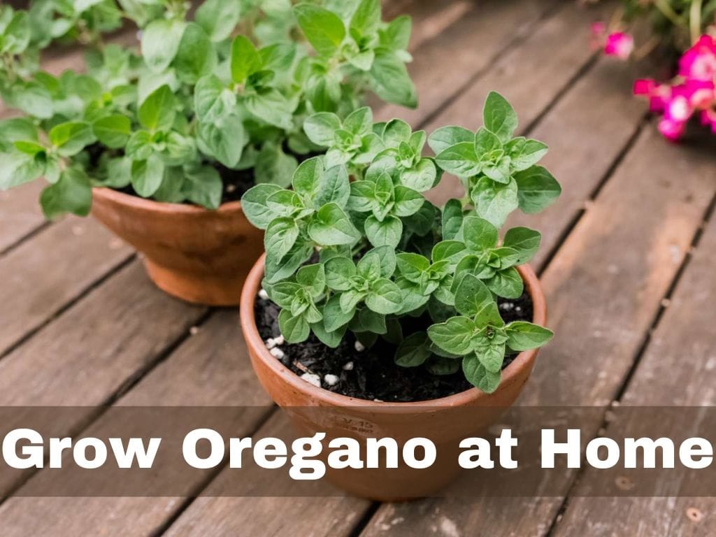 How to Grow Oregano: A Beginner’s Guide