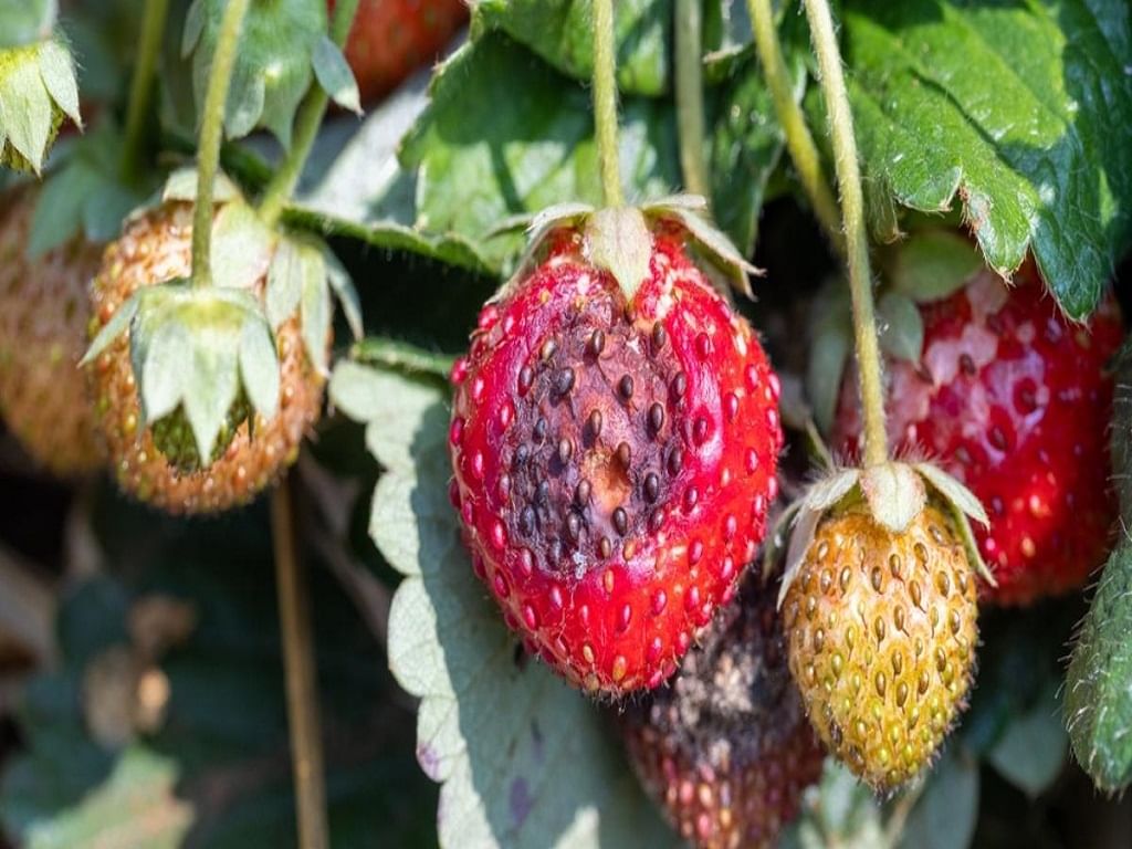 Pests and Diseases in Strawberry: How to Identify and Control Them