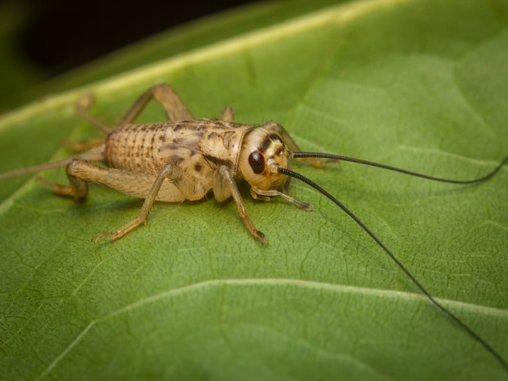 How to Start Cricket Farming in India? A Brief Guide
