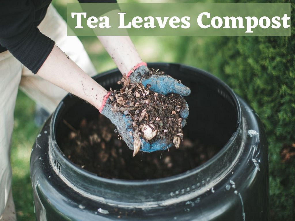 Organic Compost How Tea Lovers Can Turn Tea Leaves Into Homemade Manure