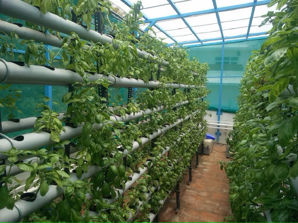 Hydroponic Farming: Comprehensive Guide to Setup Costs, Investment, and ...