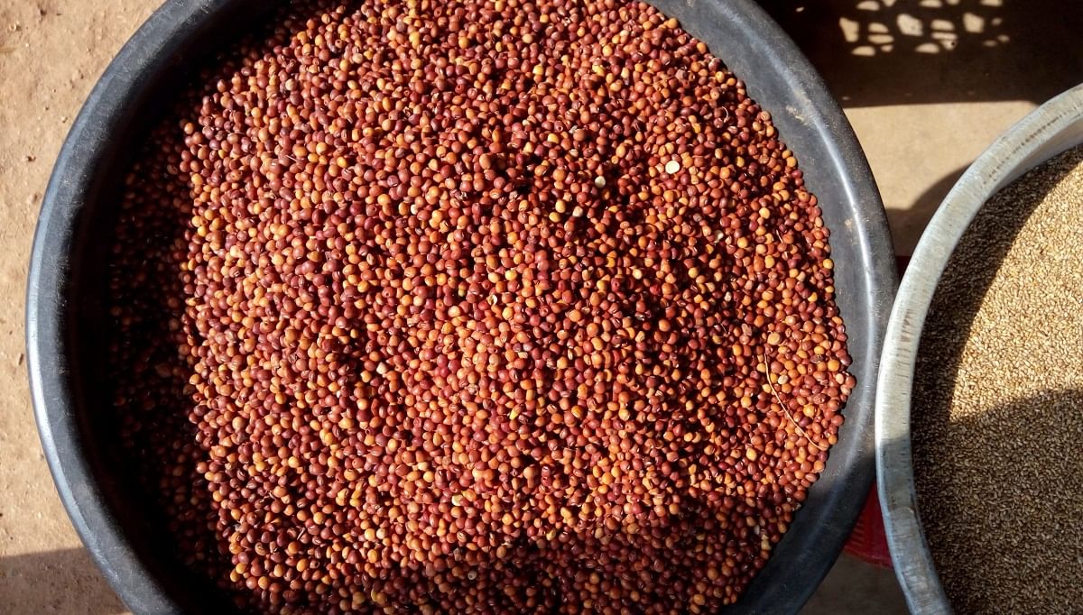 Telangana's Tandur Red Gram Receives Geographical Indication (GI) Tag
