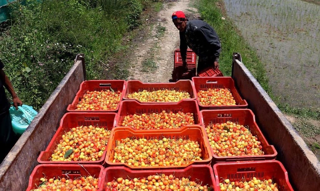 J-K Govt Forms Panel to Draft Export Promotion Policy for Agri Commodities