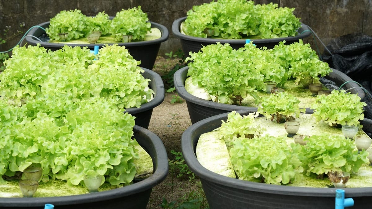 How to Set up a Deep Water Culture (DWC) Hydroponic System?