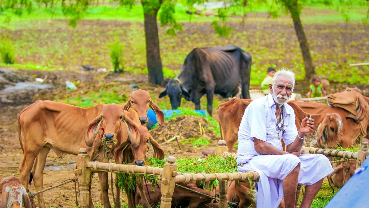 Benefits of Zero-Grazing: From Increased Milk Production to Reduced ...