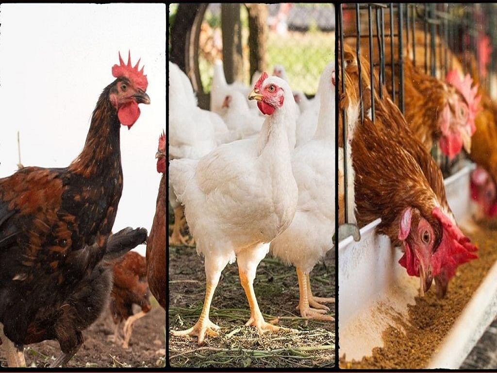 Poultry Farming: Know the Difference Between Country, Broiler and Layer ... Poultry Farming: Know the Difference Between Country, Broiler and Layer ...