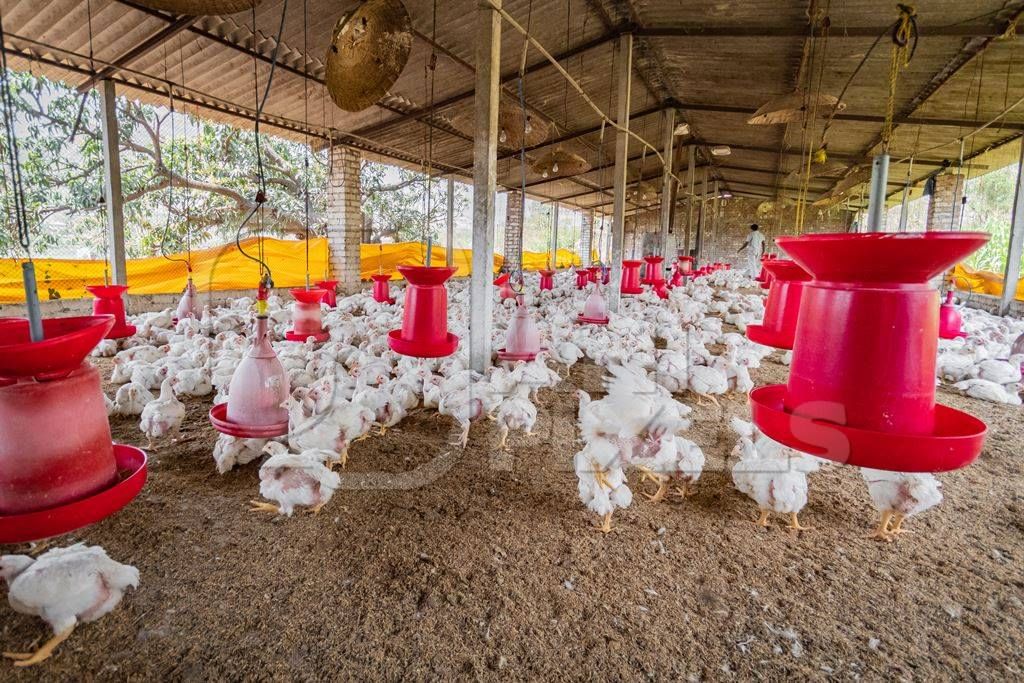 Profitable Business Idea: Earn Rs 3,65,500 from This 45 Days Poultry ...