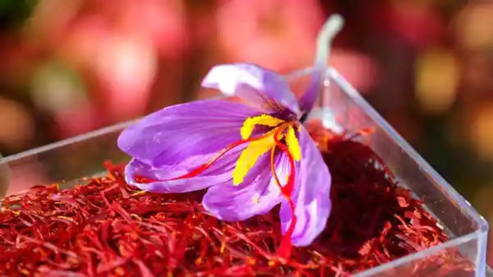 Jammu & Kashmir: Researchers Modernizing Saffron Cultivation to Improve ...