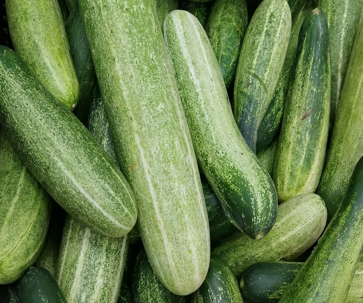 Reasons Why You Should Eat Cucumbers in Winter Season