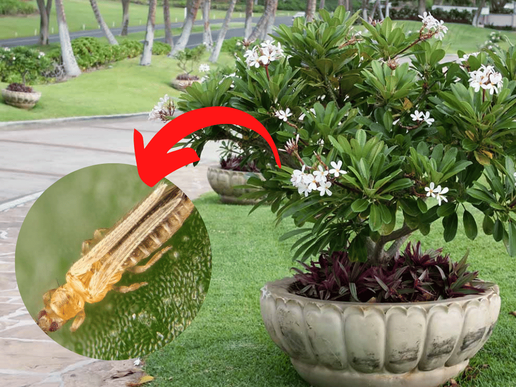 Plumeria Thrip Infestation: Causes, Treatment and Prevention