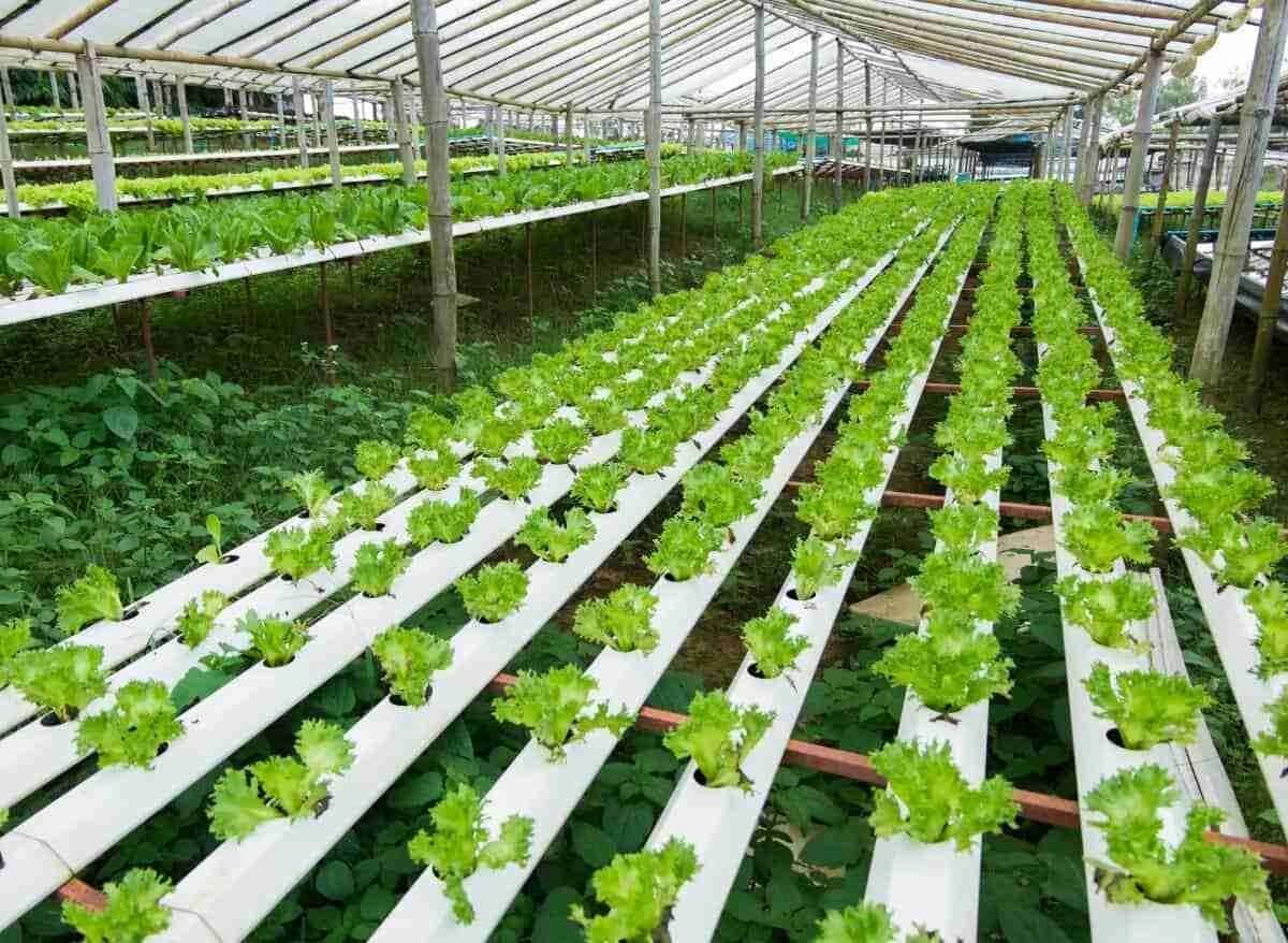 Solar-Powered Hydroponics: What Is It & How Does it Work?