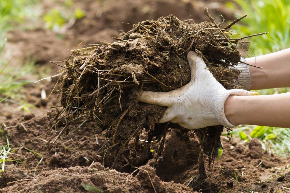 Benefits of Sheep Manure Compost and How to Make It