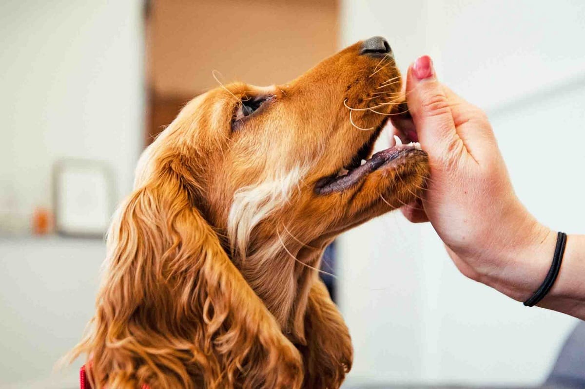Quick & Easy Ways of Giving Pills to Your Dog