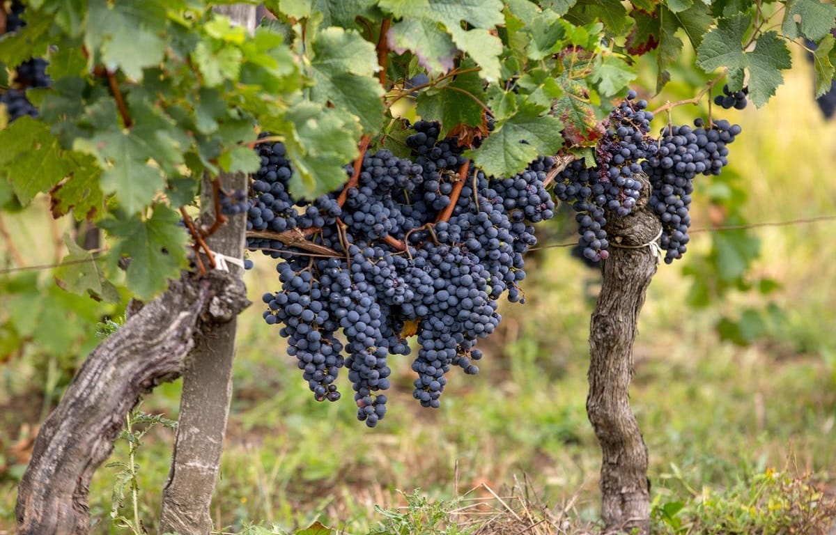Explore Some Unknown Grape Varieties Across Globe