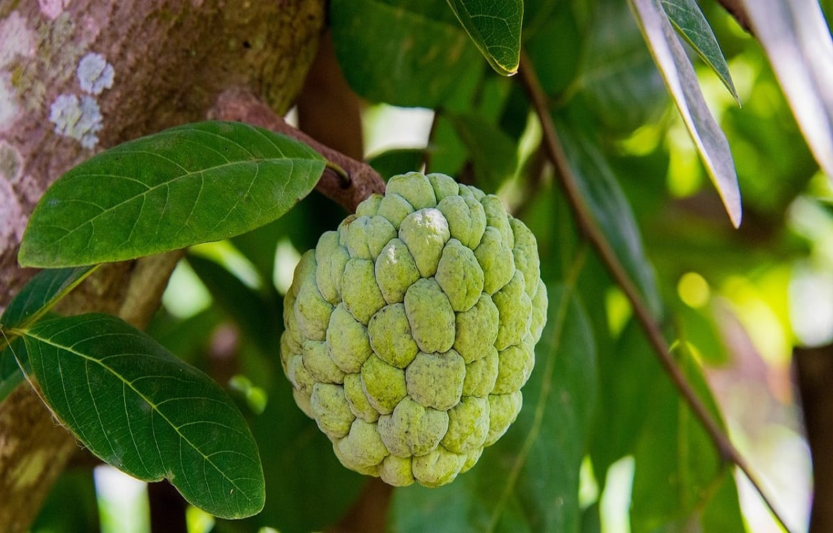 Custard Apple Cultivation Guide: Know How to Grow Sugar Apple in Your Field
