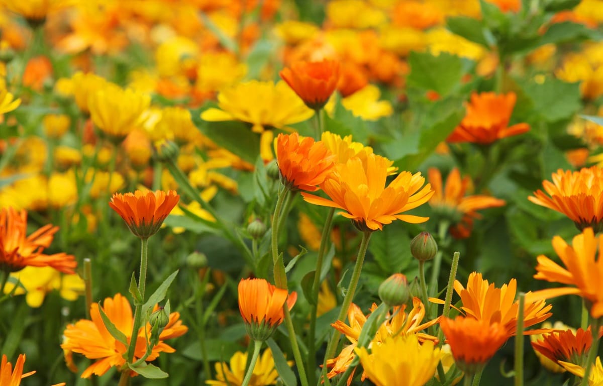 Calendula Cultivation Guide: How to Plant, Grow and Care for ‘Pot Marigold’ in a Container