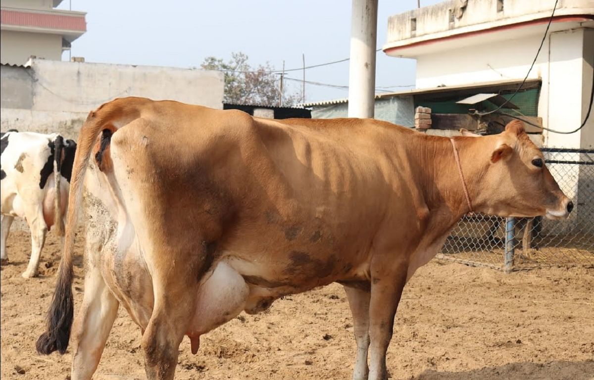 Dairy Business Idea: Earn Rs 1 Lakh/Month Selling Jersey Cow Milk ...