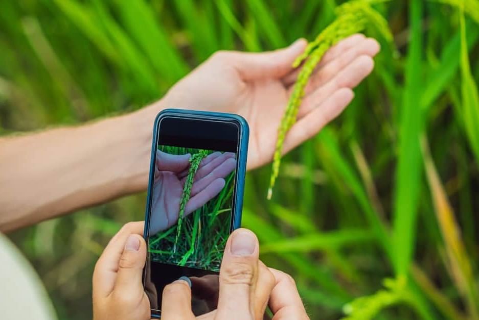 Top 7 Android Plant & Flower Identification Apps for Plantlovers