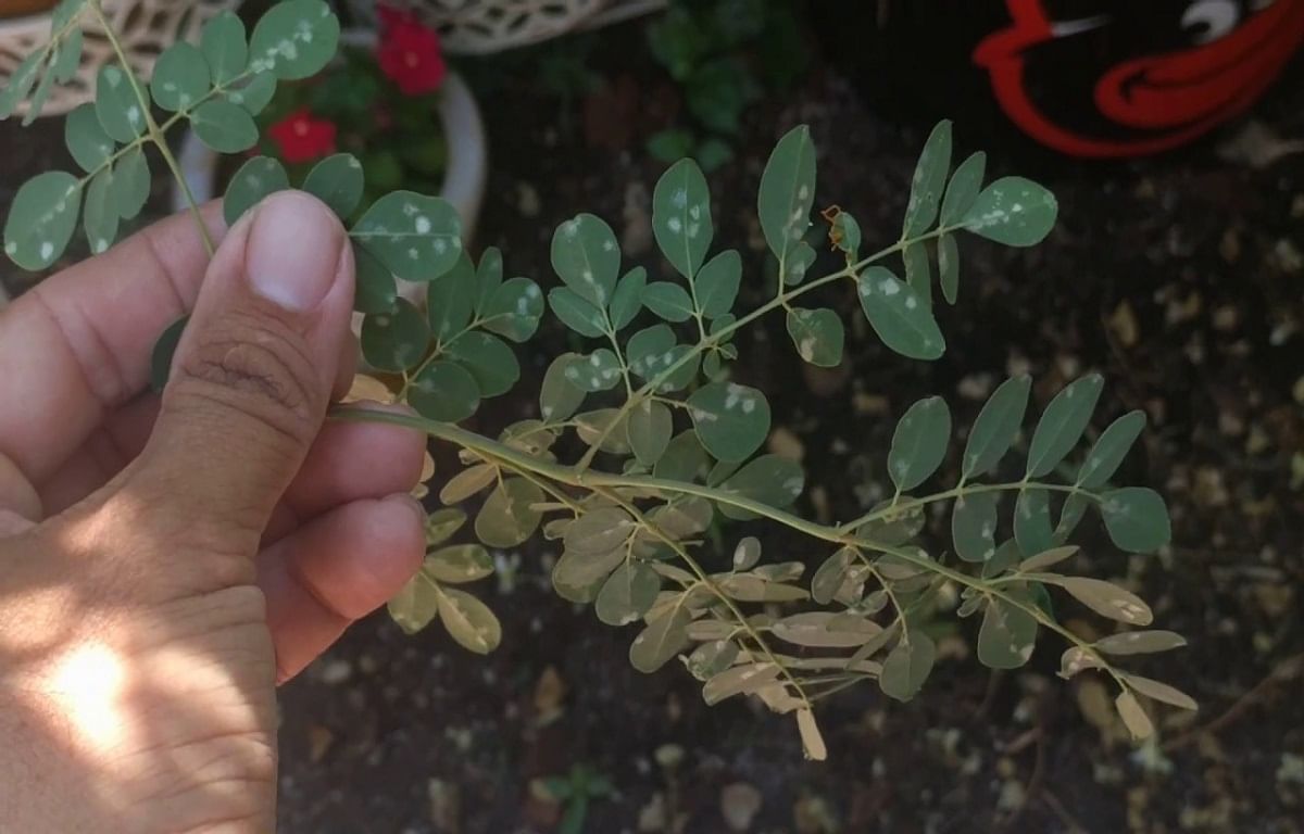 Pest and Disease Management in Moringa (Drumstick Tree)