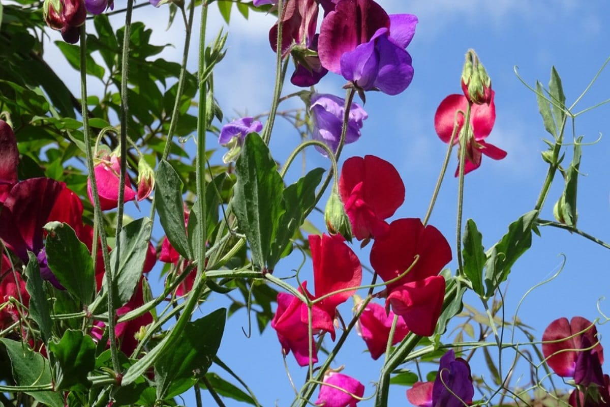 How to Plant Sweet Pea Flowers: Step-by-Step Process
