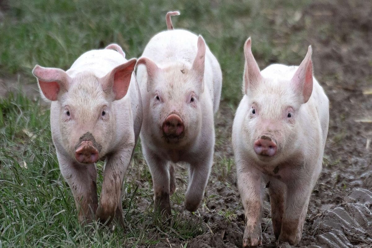 Pig Farming: 7 Important Pig Breeds in India