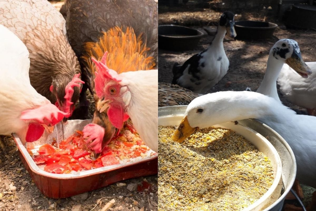 Poultry Farming: What Exactly to Feed Chicken and Duck?
