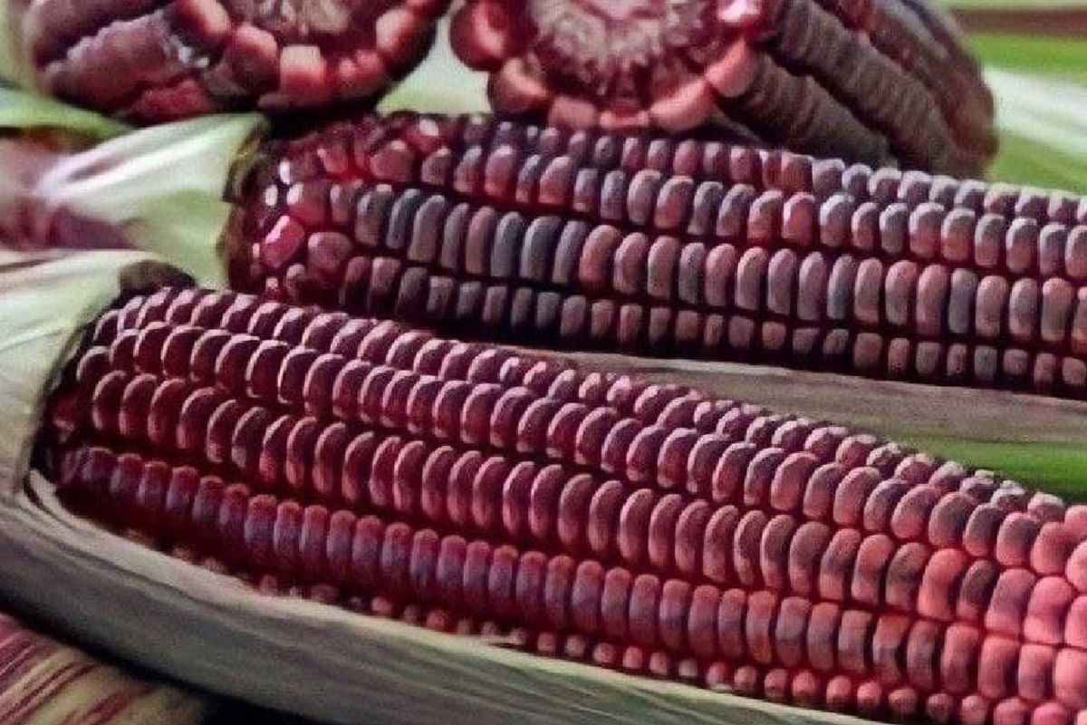 What Makes Purple Corn Purple? Check out Some Interesting Facts