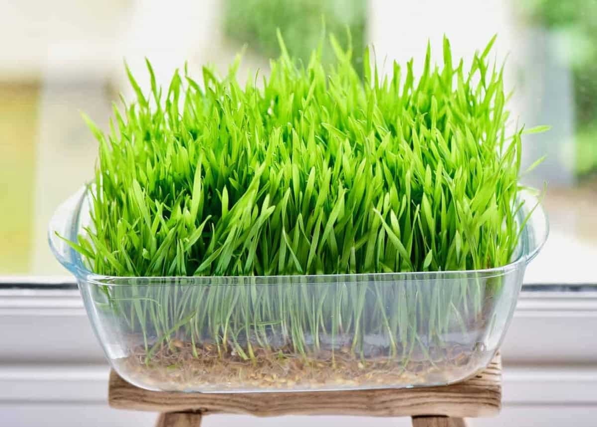 Know How to Grow Wheatgrass in Pot, Containers and Trays