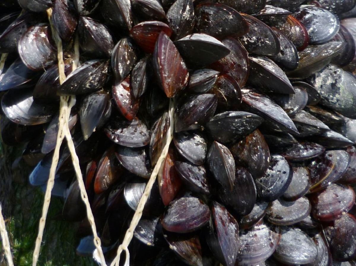 How to Start Mussel Farming in India? Reproduction, Techniques ...
