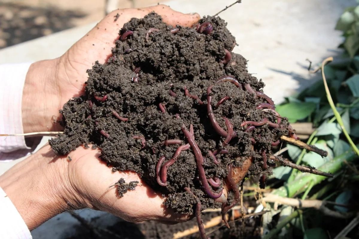 Vermicompost: Types, Methods & Precautions to be Taken While Making Compost