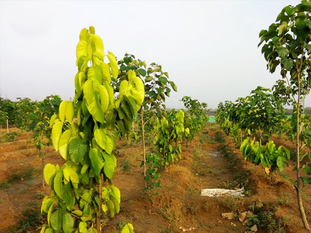 Biggest Plantation Drive in India: Adani Group to Plant 100 million ...