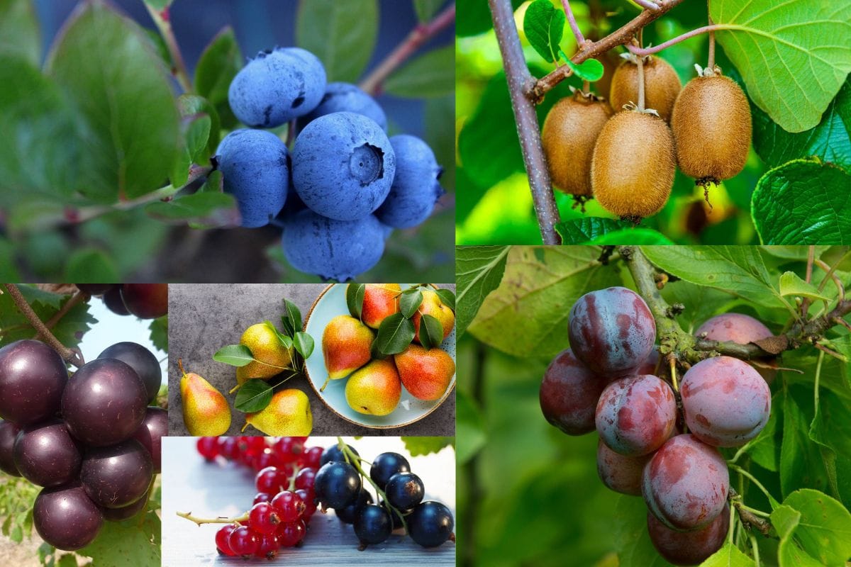 7 Most Popular Shade Fruit Plants for Your Garden