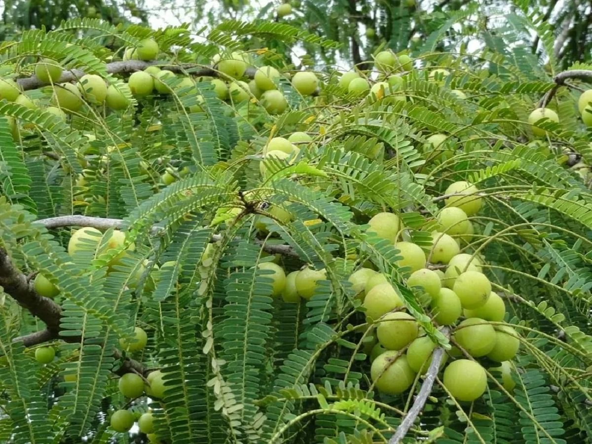 Guide to Grow Amla in India: Soil Requirement, Seed Rate, Irrigation & More