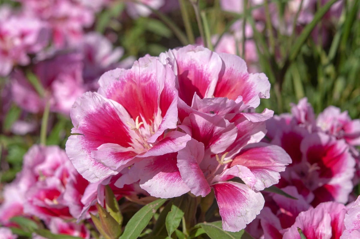 How to Grow Clarkia/ Satin Flowers in Your Garden