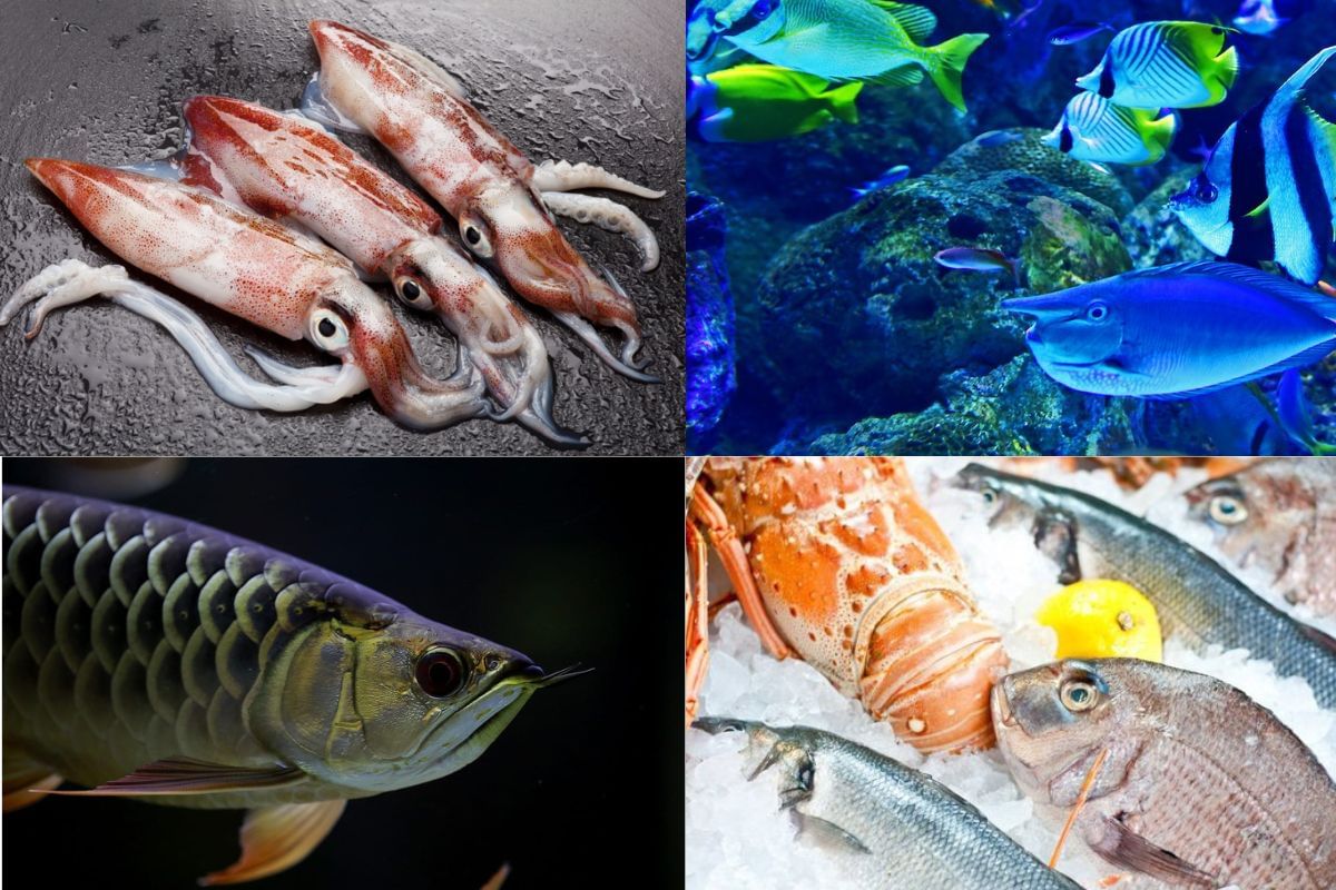 Saltwater vs. Freshwater Fish: Know the Difference, Similarity ...