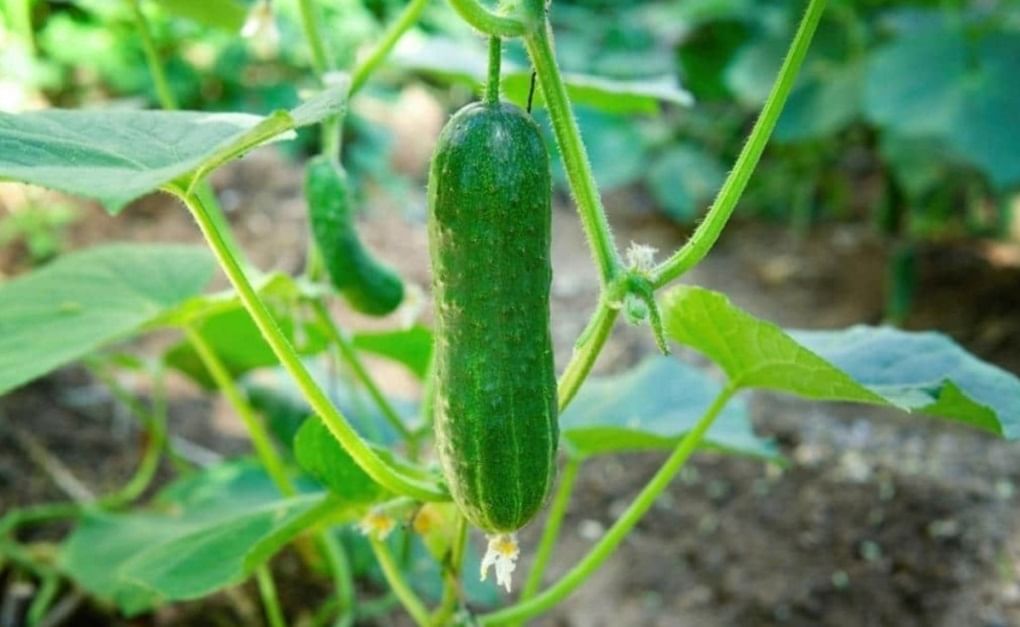Crops Grown During Zaid Season