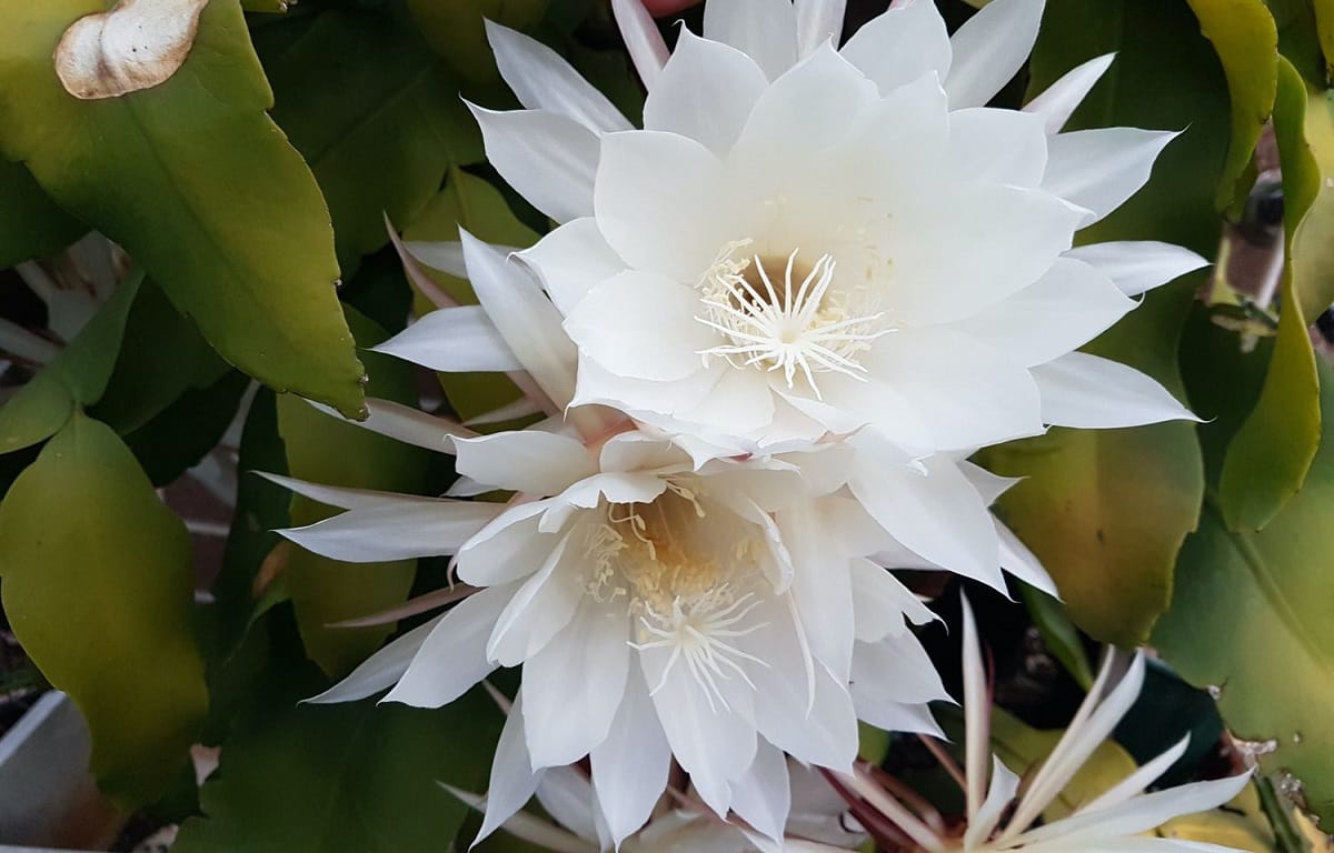 What Makes Kadapul Flowers the Most Expensive Flower in the World?