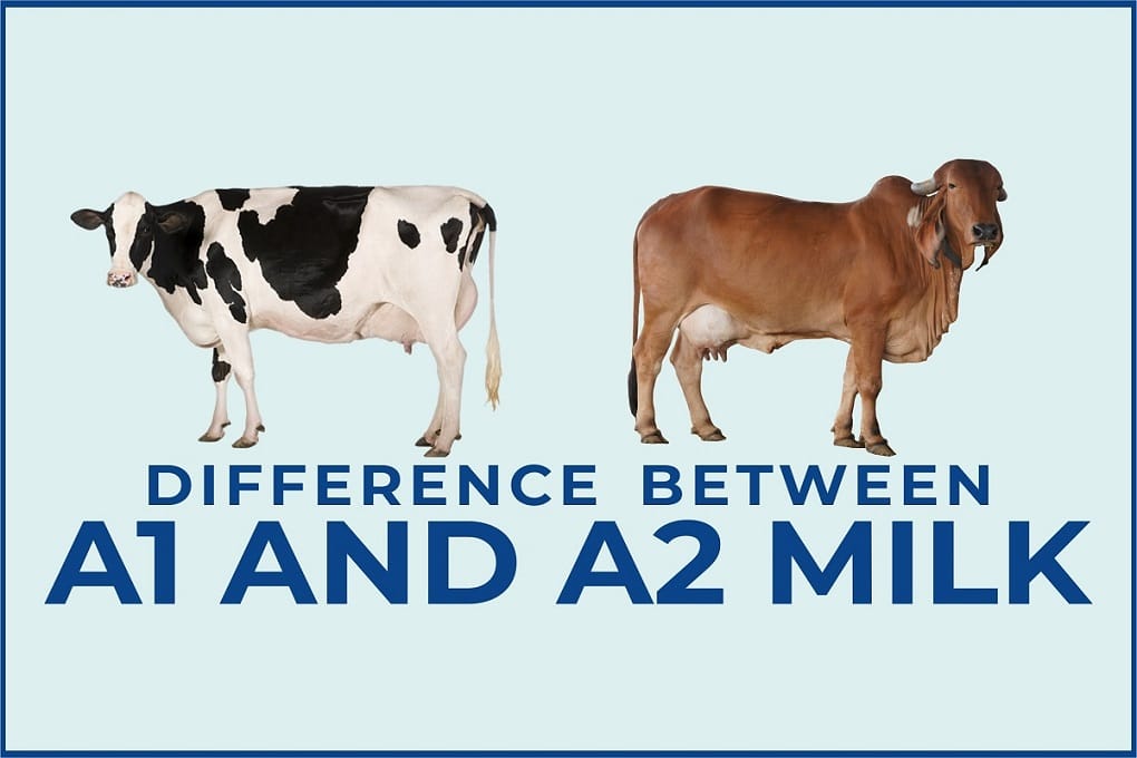 Know the Difference Between A1 and A2 Milk