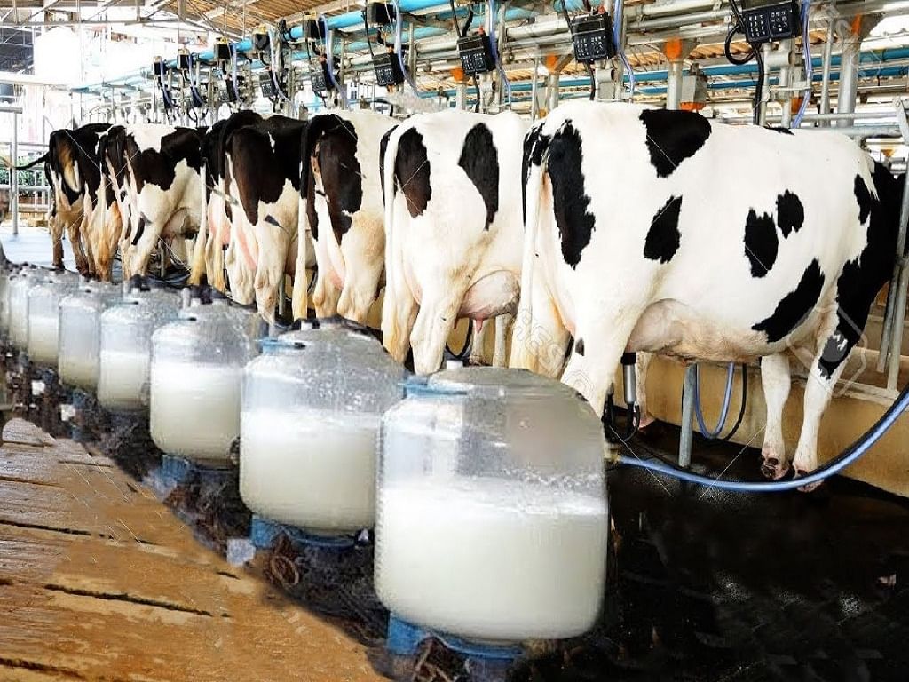 Holstein Friesian Cow from Kurukshetra Sets National Record for Milk Yield at Annual Dairy and ...