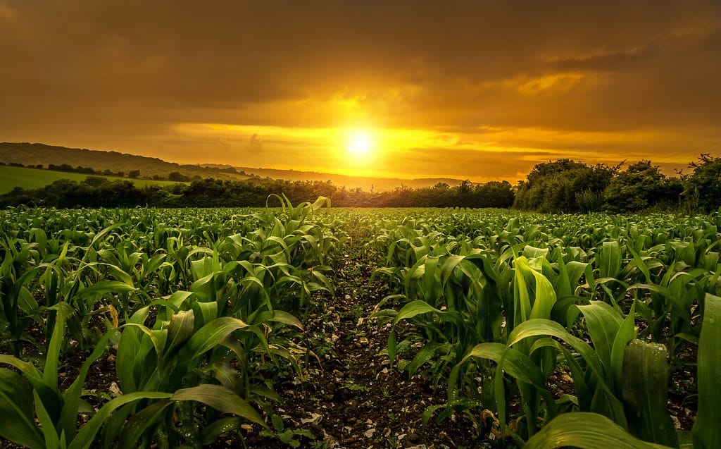 U.S. Farmers Plan to Increase Corn Acreage in 2023 Despite Risks