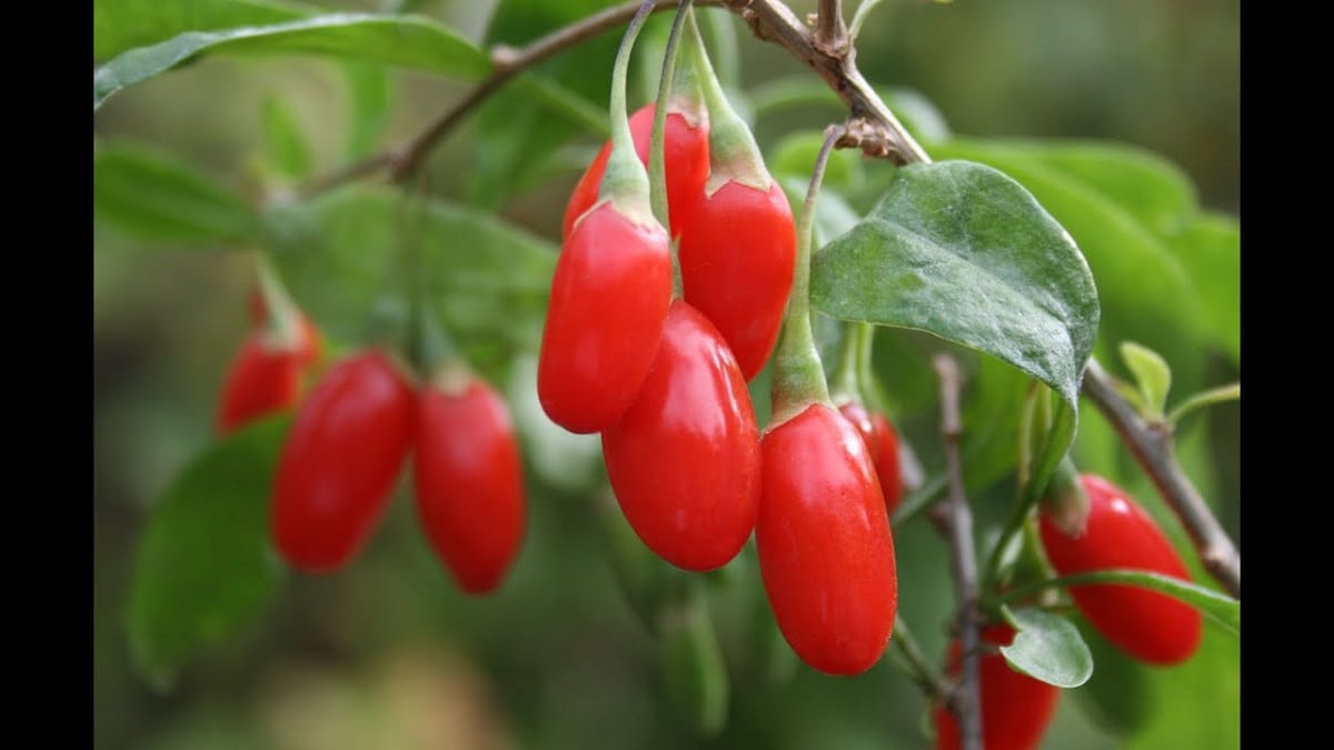 Goji Berries: How to Grow This Superfood in Your Home Garden