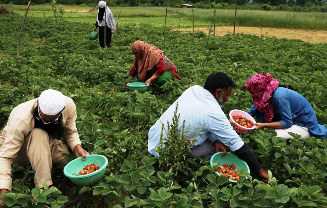 J&K Govt Launches Project Worth Rs 84 crore to Encourage Sustainable Agriculture