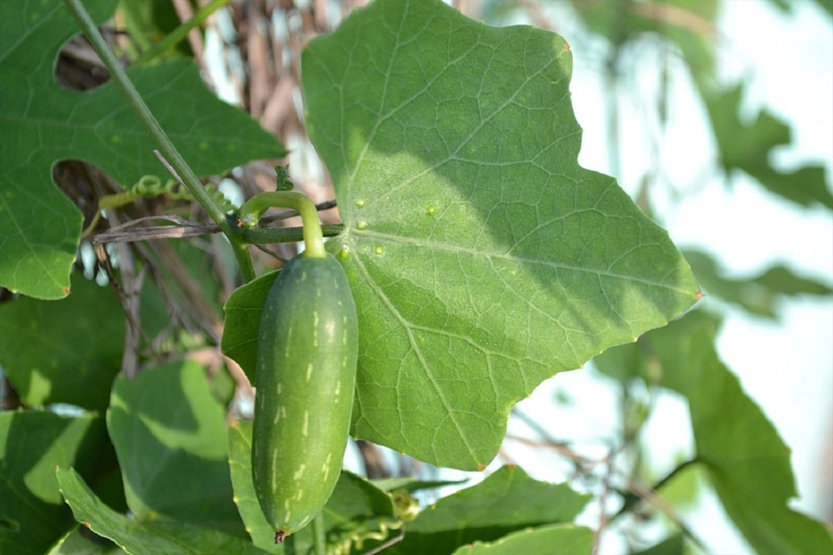 A Complete Guide to Grow Ivy Gourd (Tindli)