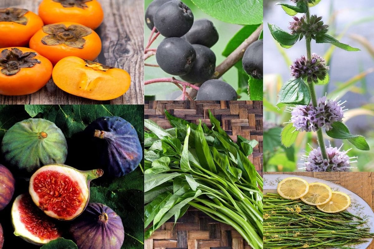 9 Vegetables and Fruits That Can Be Grown in Wet Soils