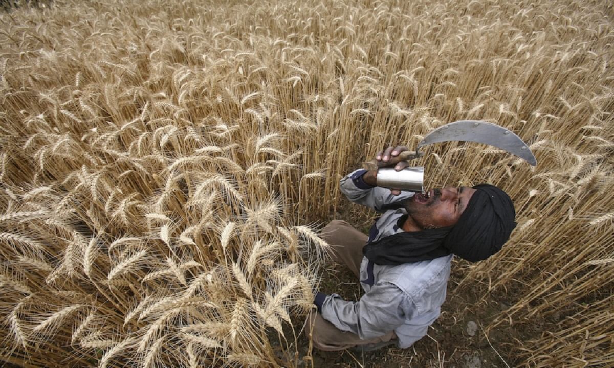 Indian Institute of Wheat & Barley Research Warns Damage to Wheat Crop ...