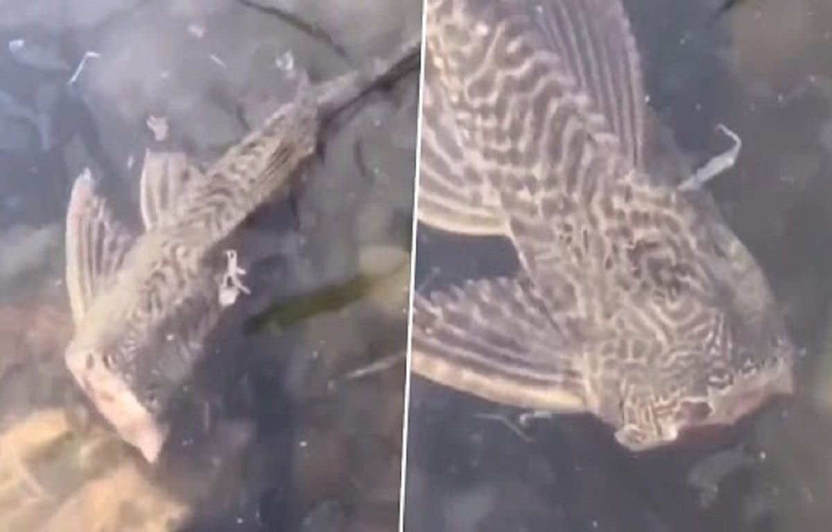Viral Video of ‘Headless’ Fish Swimming Leaves Netizens Stumped