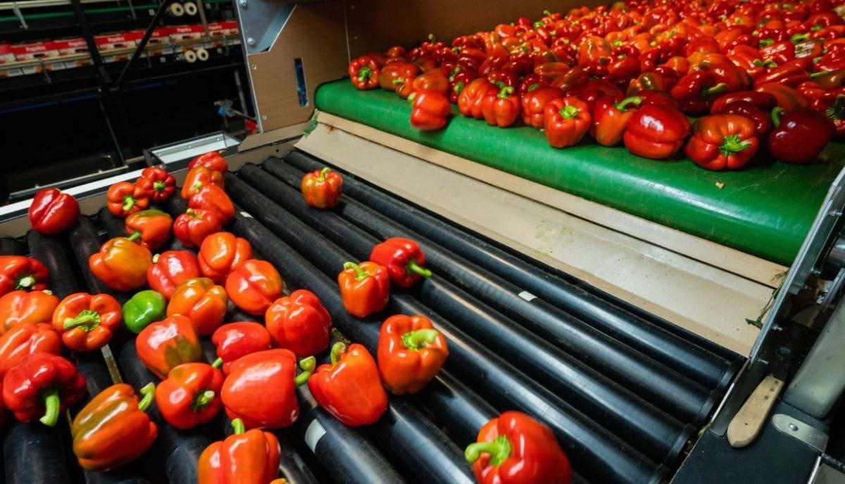"India Needs to Improve Its Post-Harvest Infrastructure," say Experts
