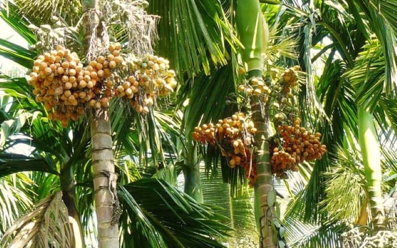 Arecanut Cultivation Increases in Karnataka Despite Environmental Concerns